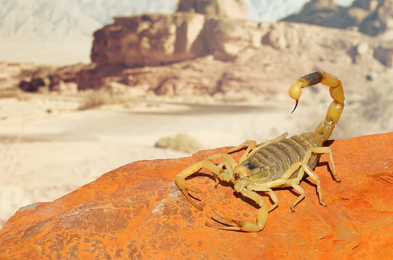 Discover 25 Animals That Call the Sahara Desert Their Home - A-Z Animals