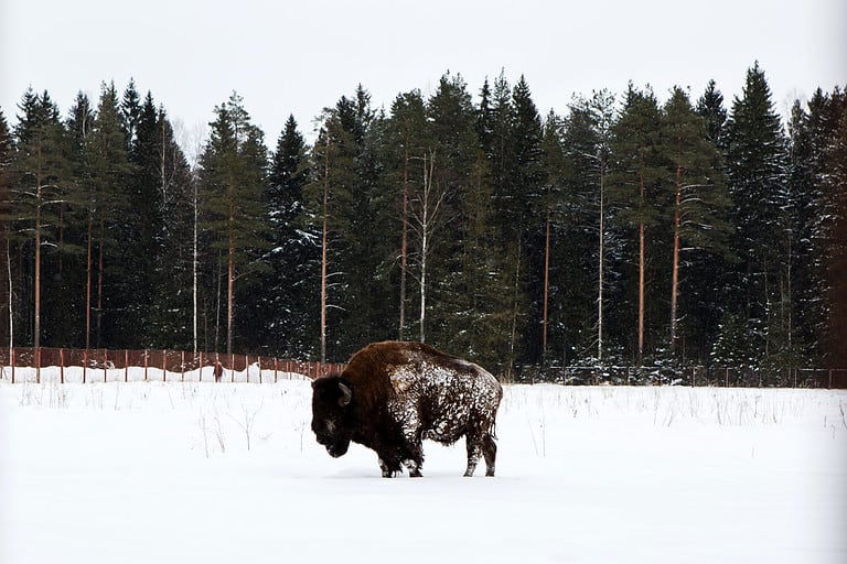 Discover the Largest Forest in North Dakota (And What Lives Within It ...