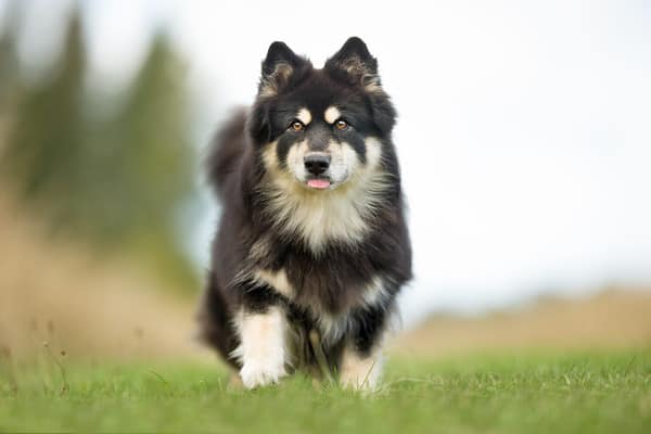 Discover the Top 10 Largest Shepherd Dog Breeds - A-Z Animals