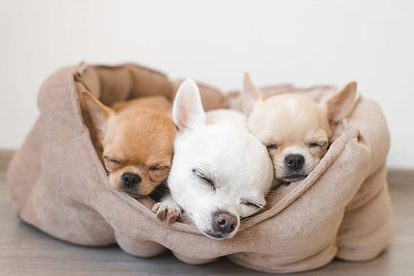 Pit Bull and Chihuaha: 5 Things to Know About Chipits - A-Z Animals