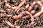Worm Reproduction: How Exactly Do They Reproduce? - A-Z Animals