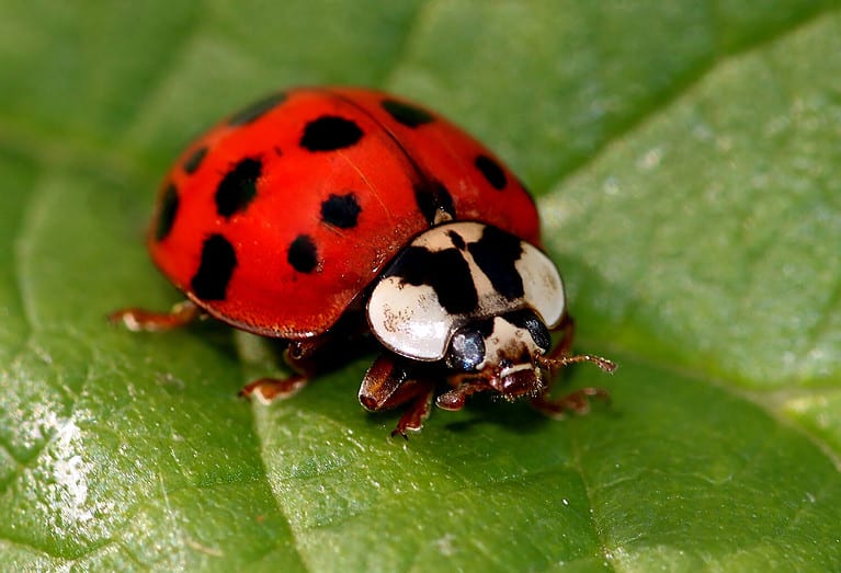 11 Insects That May Try To Make It Into Your Home This Winter