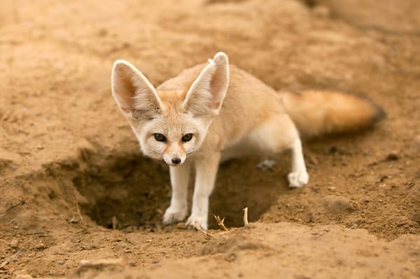 Discover 25 Animals That Call the Sahara Desert Their Home - A-Z Animals