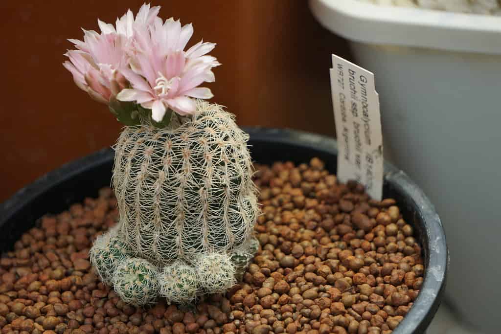 Flowering Cacti: Care Tips and More! - A-Z Animals