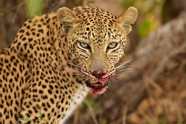 Leopard vs. Giraffe: Who Would Win in a Fight? - A-Z Animals