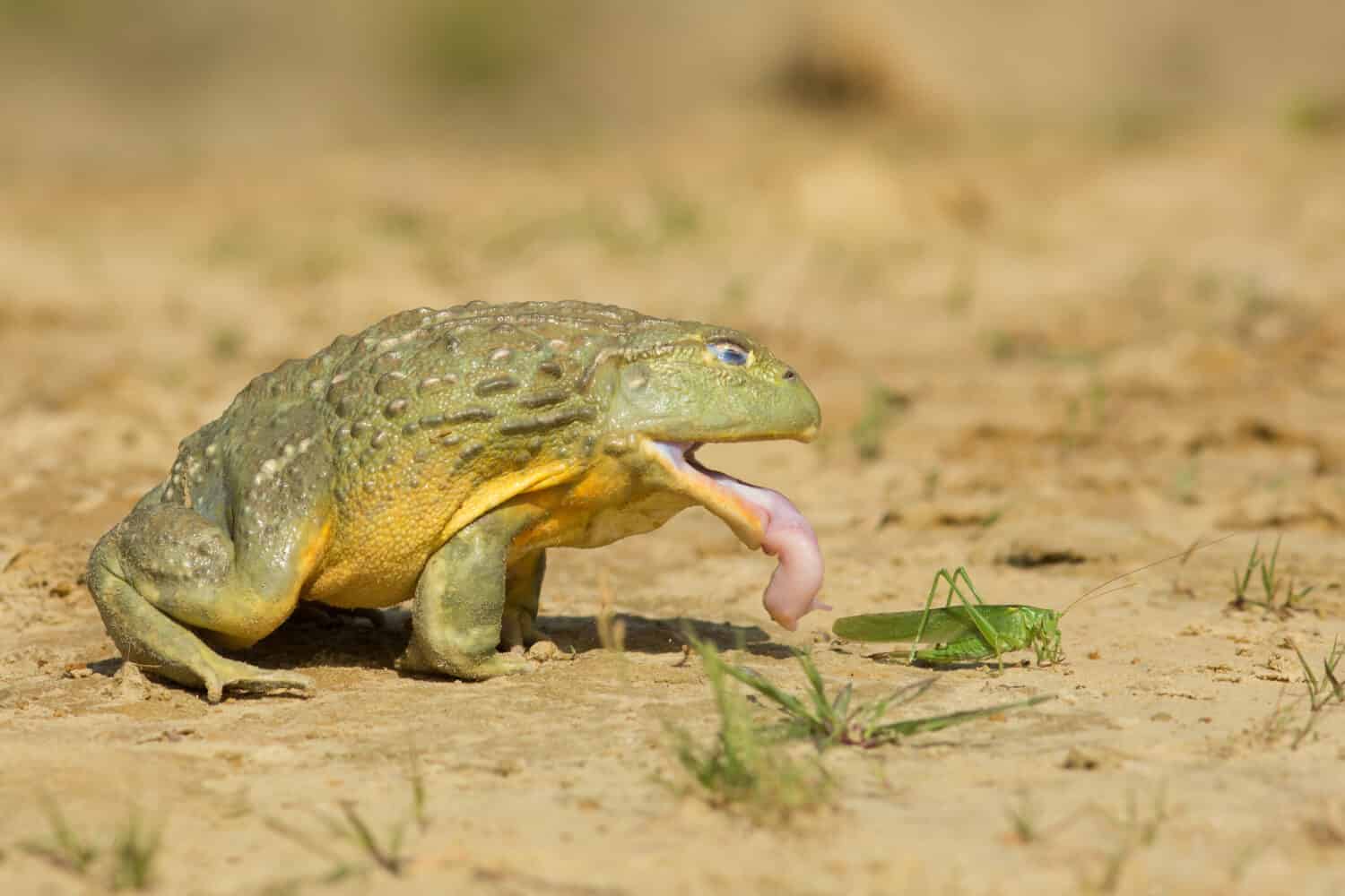 African Bullfrog Bite