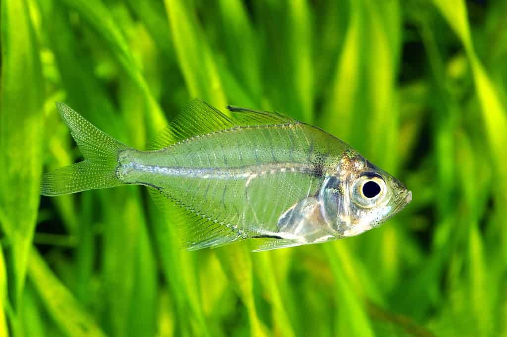 Explore 9 Fish That Start With I (Common Names) - A-Z Animals