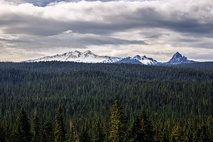 Places You're Most Likely to Encounter a Bear in Oregon This Winter - A ...