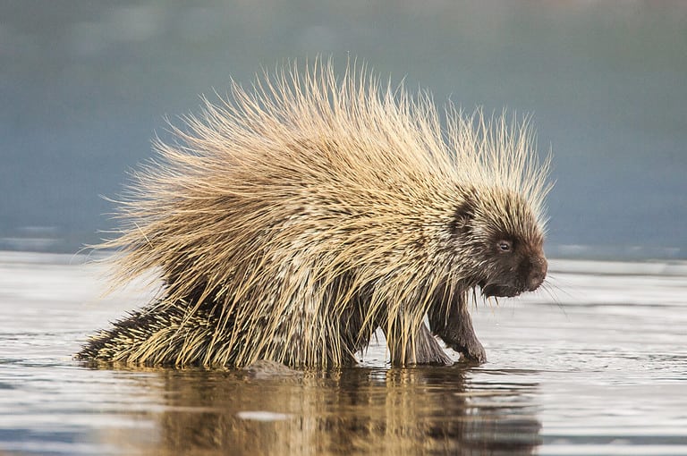 Porcupine Habitat: Discover the Most Common States and Regions Where ...