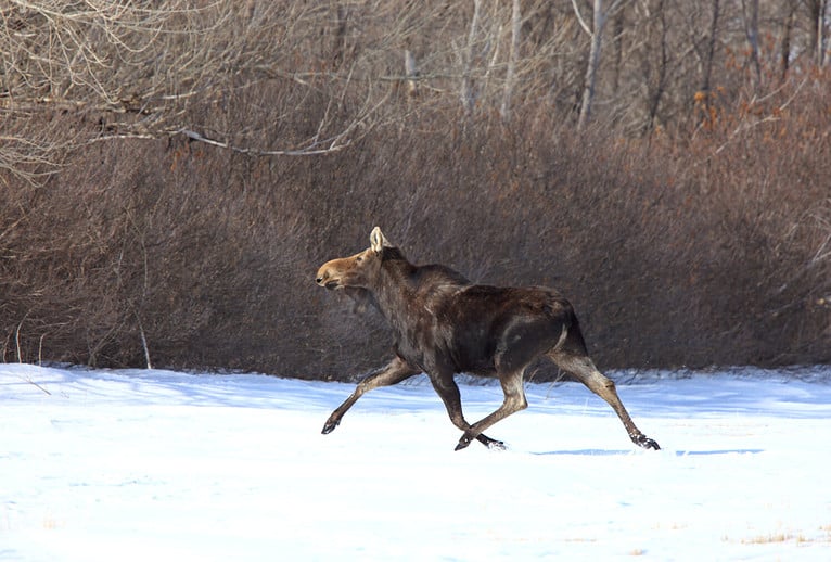 Discover Just How Fast a Moose Can Run: Top Speeds and 8 Interesting ...