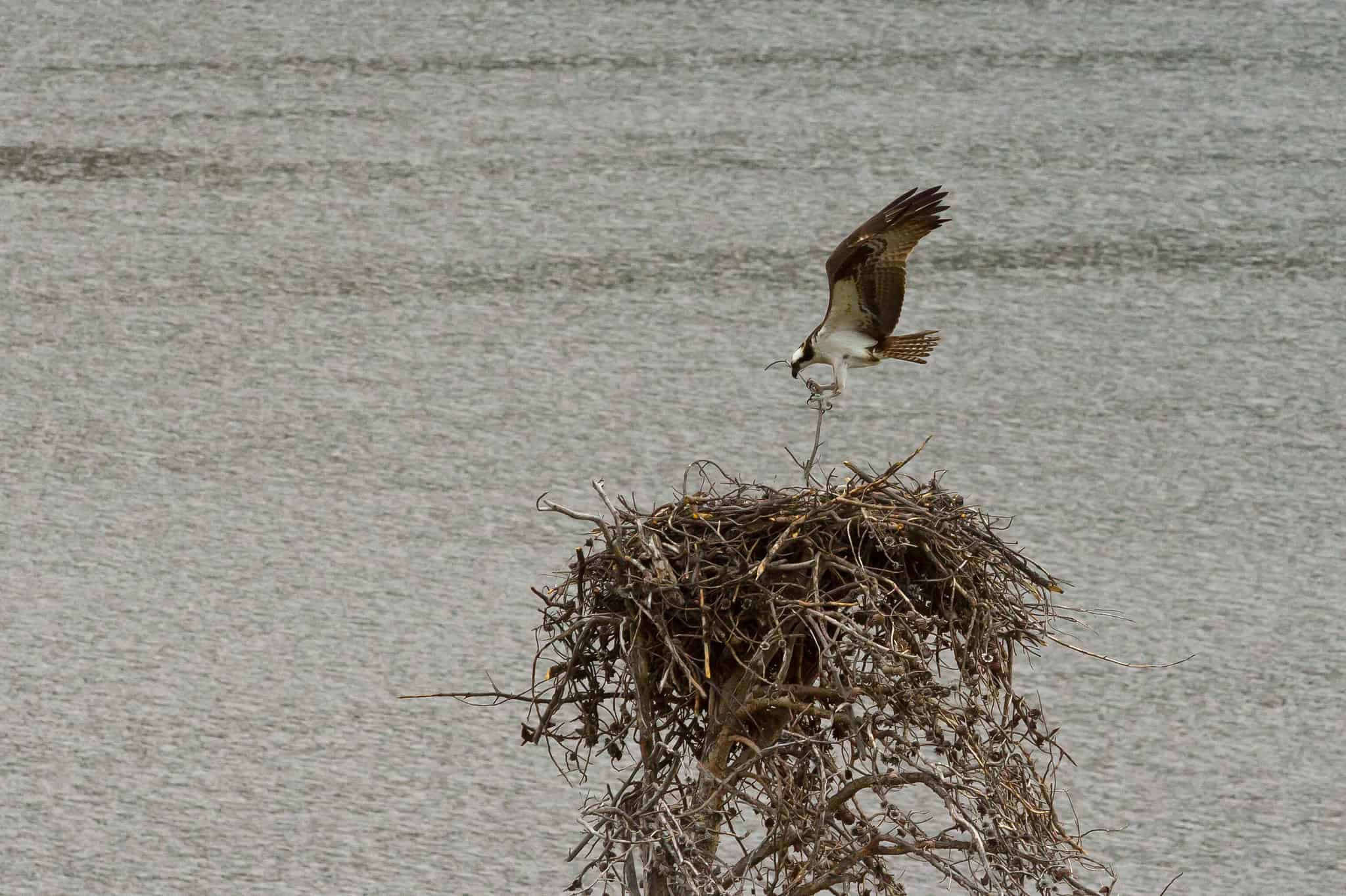 Discover the Official State Bird of Oregon - A-Z Animals