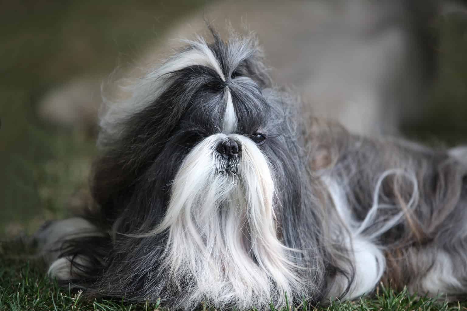 Training Your Shih Tzu: Best Tips, Common Mistakes, and More! - A-Z Animals