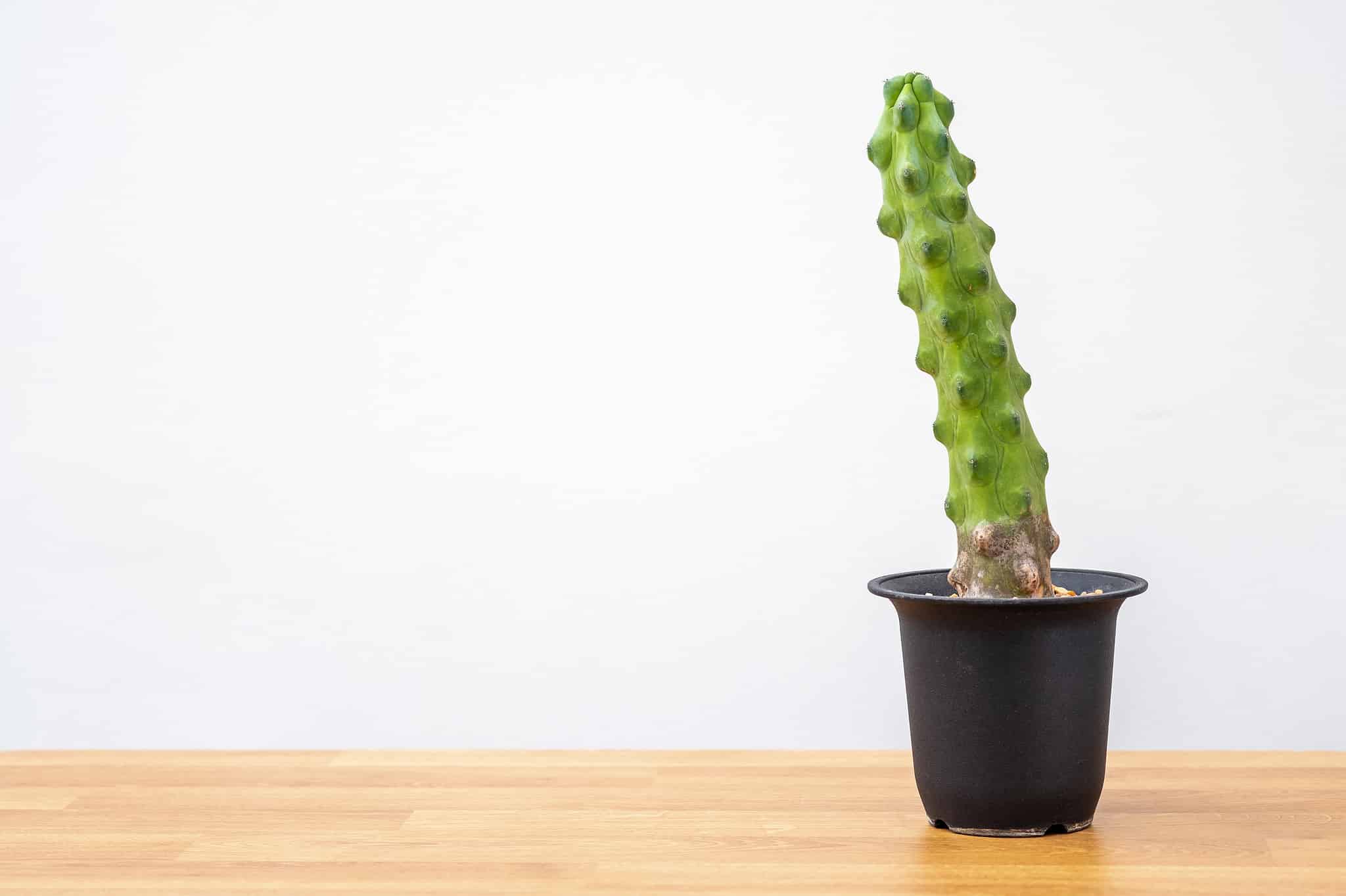 Boobie Cactus: Varieties, How to Propagate and More