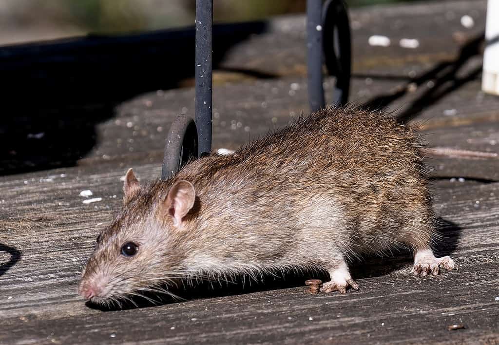 This Rat Broke Into ATM and Shredded Thousands in Cash - A-Z Animals
