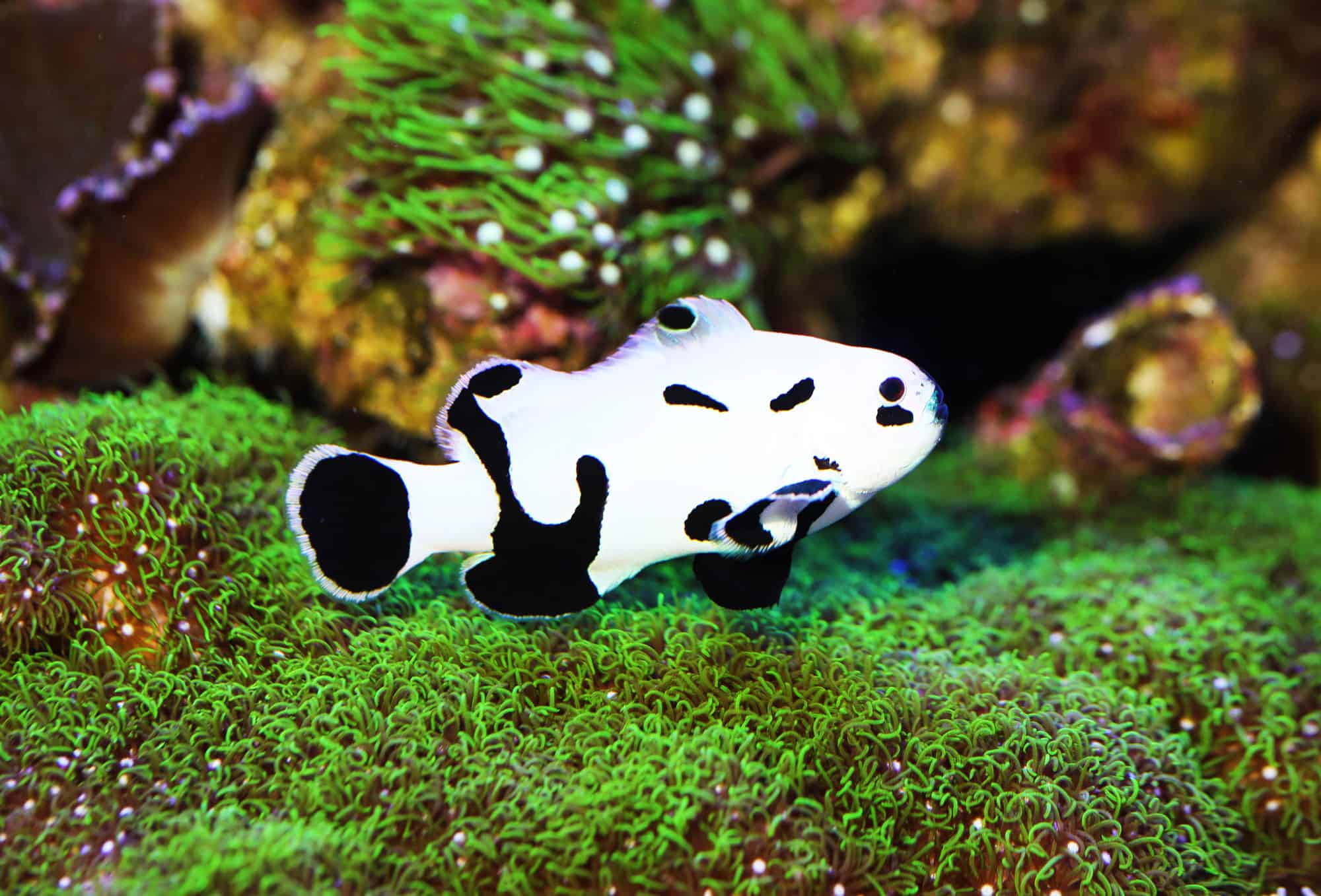 10 Fascinating Facts About Clownfish: From Hermaphroditism to Symbiotic ...