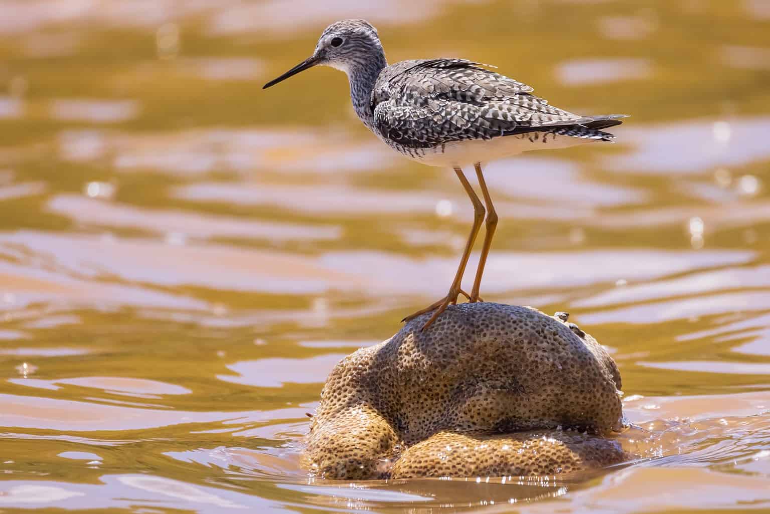 19 Birds You'll See Along North Carolina's Coastline and Beaches - A-Z ...