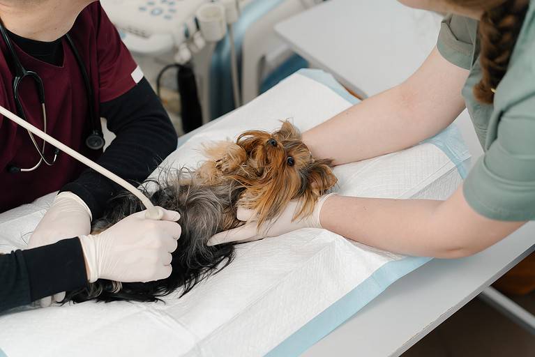 Are Yorkshire Terriers the Most Troublesome Dogs? 21 Common Complaints ...