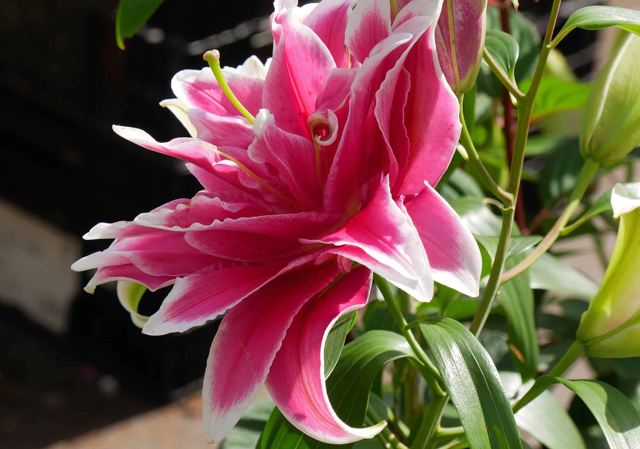 Roselily Flower: Meaning, Symbolism, and Proper Occasions - AZ Animals