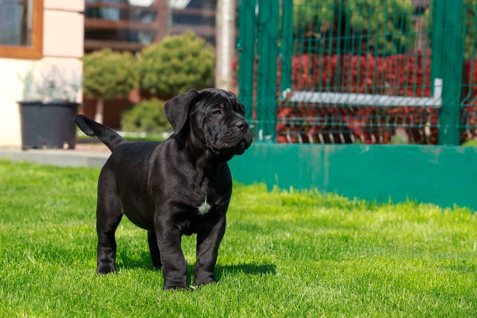 How to Train Your Cane Corso: The 4 Best Methods and Tips - A-Z Animals