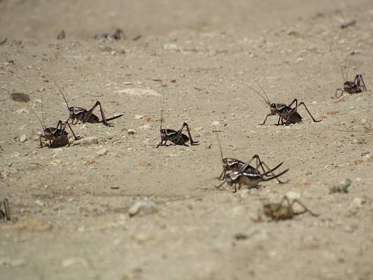 10 Natural Ways to Get Rid of Crickets Inside Your House