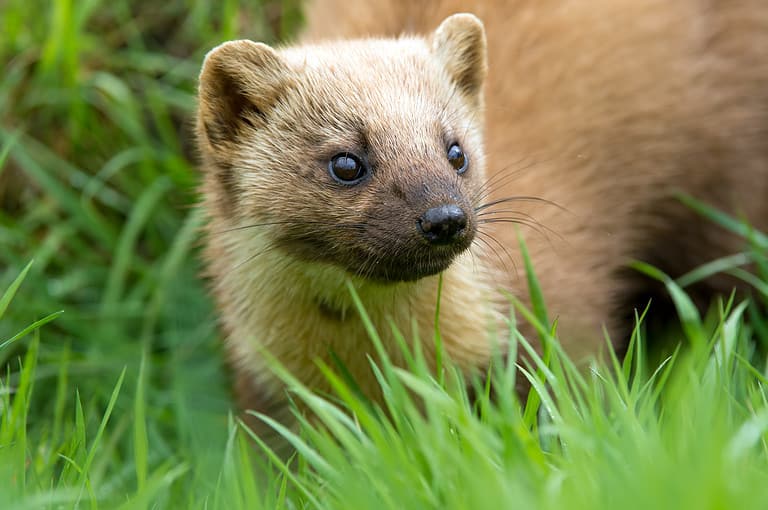 The 10 Most Aggressive Animals in England - A-Z Animals