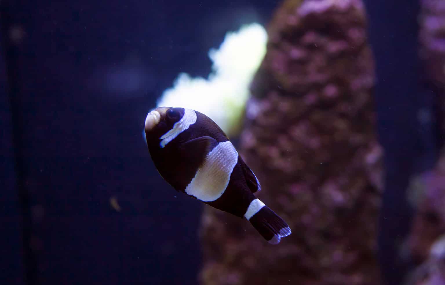 21 Types of Colorful and Bold Clownfish - A-Z Animals