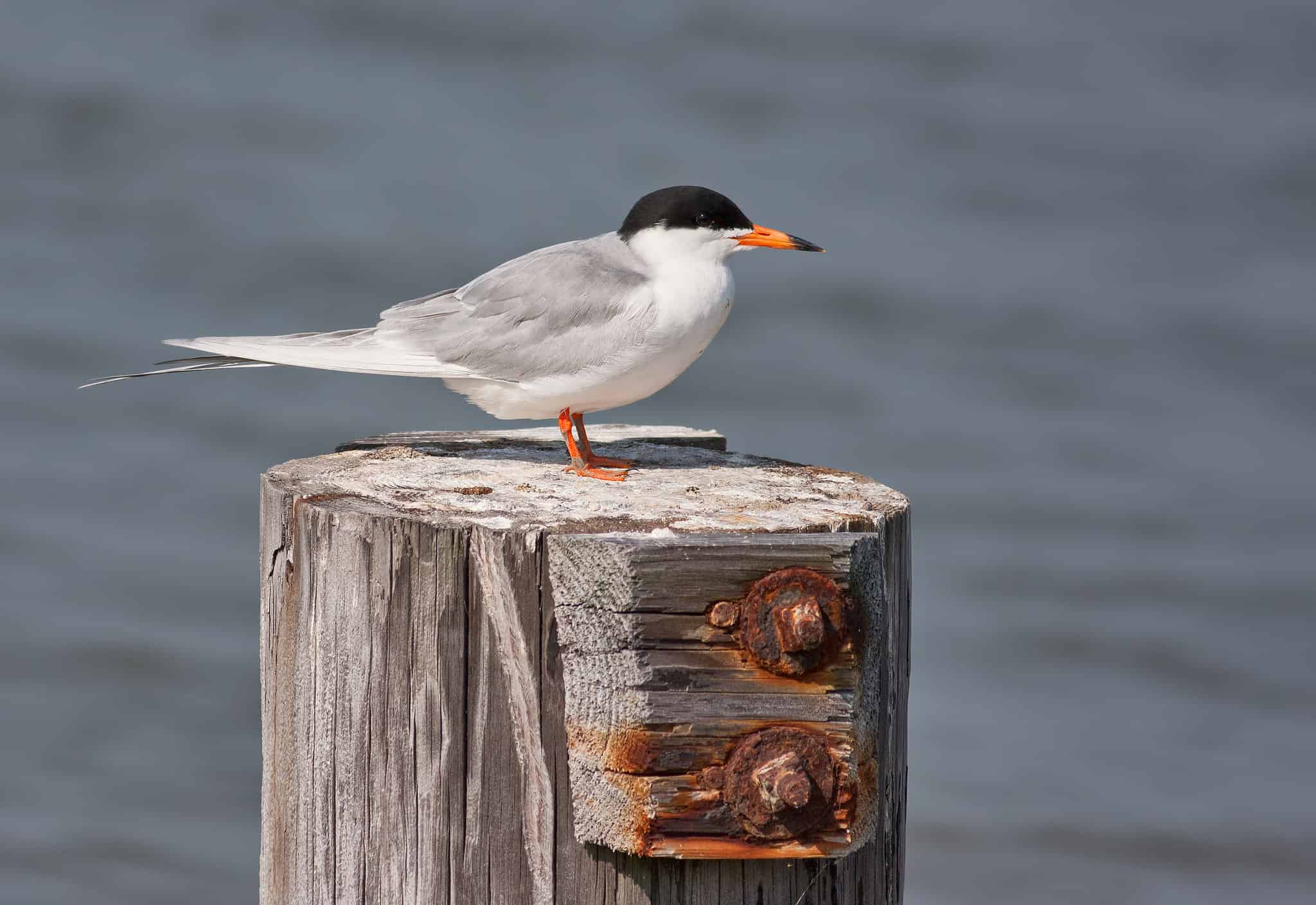 Discover 9 Amazing Birds That Start With F - A-Z Animals