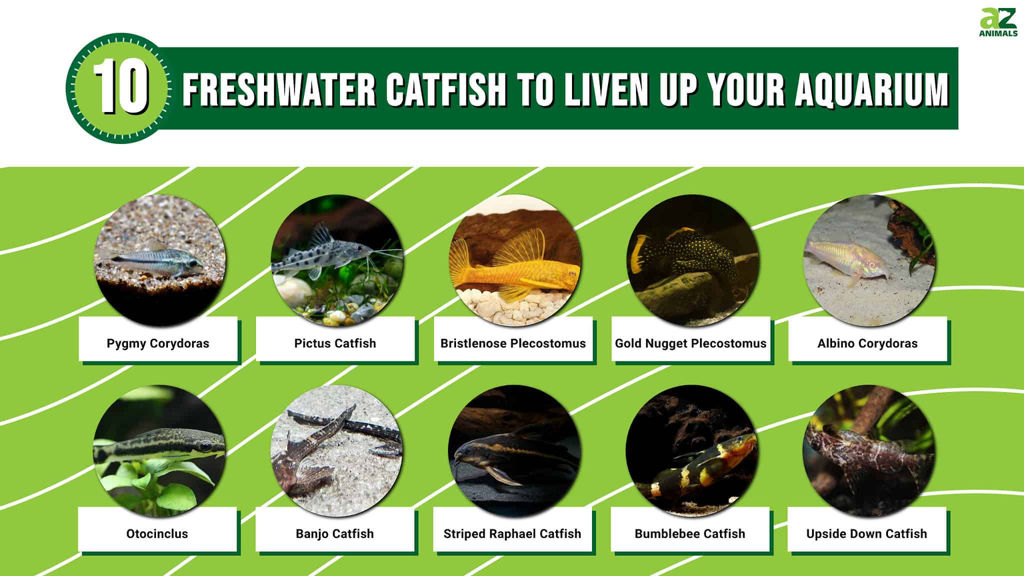 10 Freshwater Catfish to Liven Up Your Aquarium - A-Z Animals