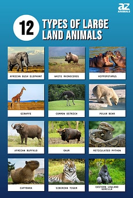 12 Types of Large Land Animals - A-Z Animals