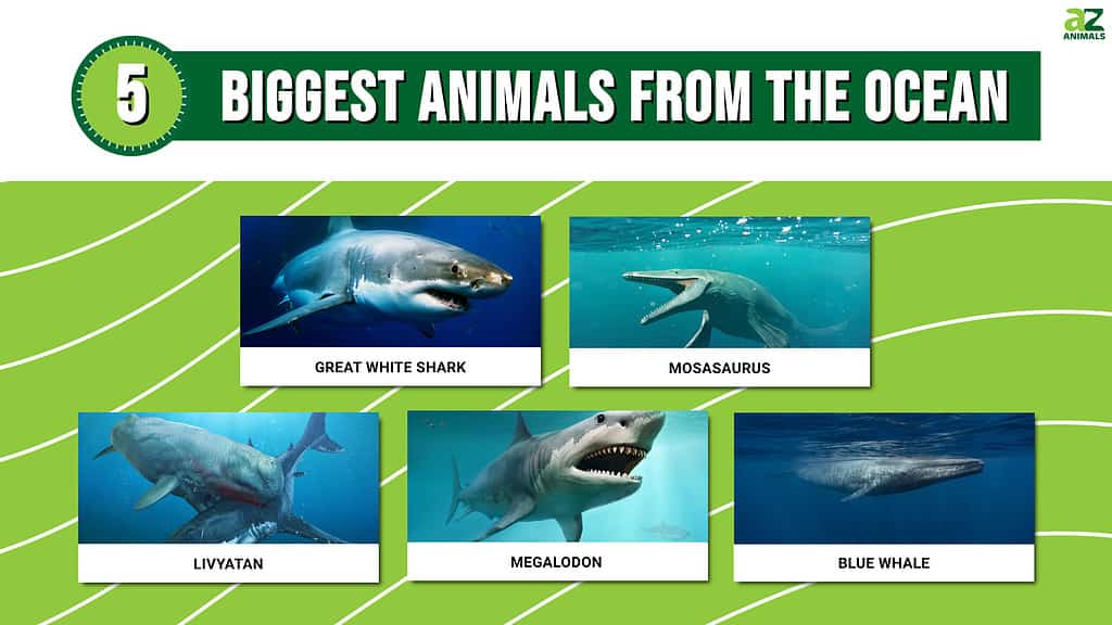 The Biggest Animals Ever: 5 Giants from the Ocean - A-Z Animals
