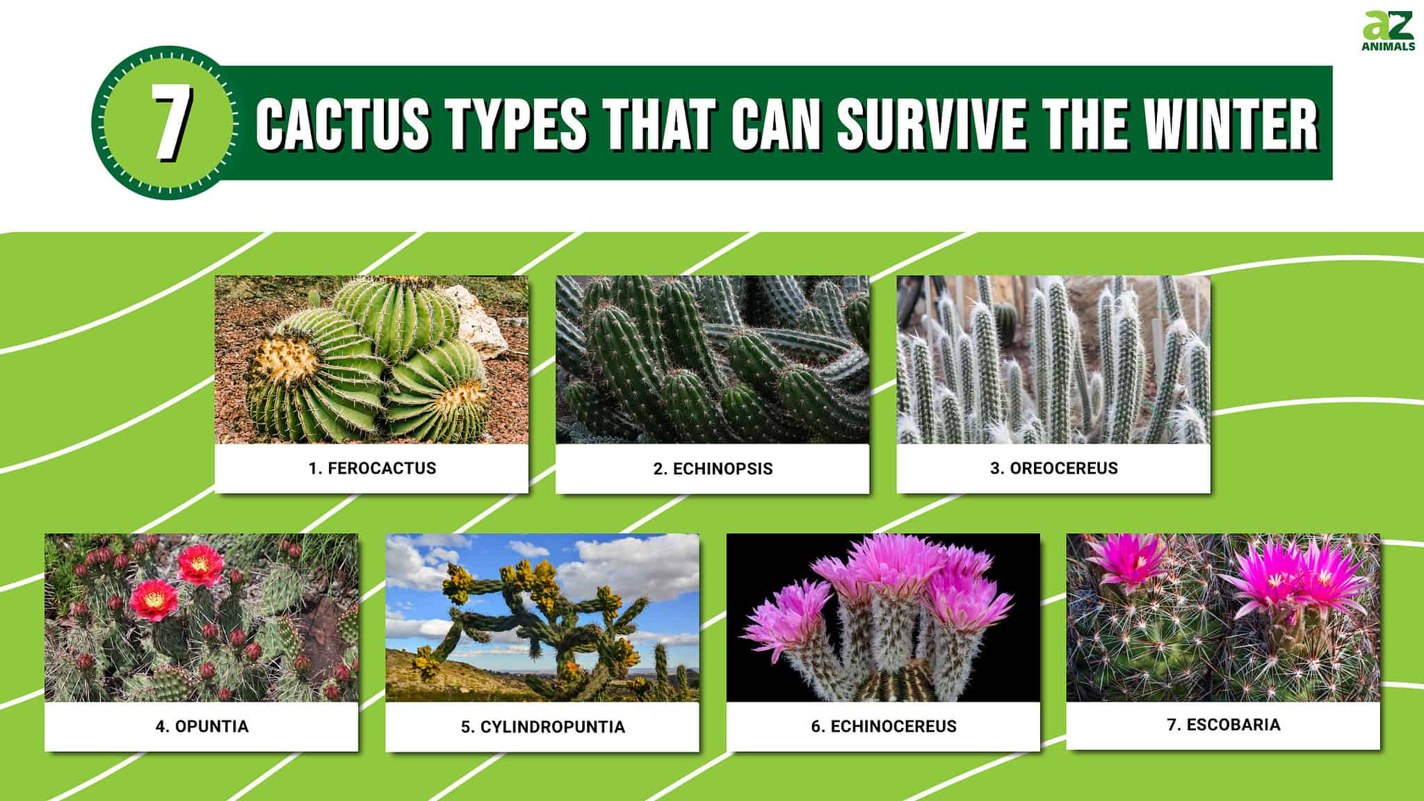 Discover 7 Cactus Types That Can Survive the Winter - A-Z Animals
