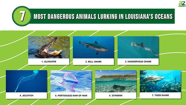 Discover the 7 Most Dangerous Animals Lurking in Louisiana's Oceans - A ...