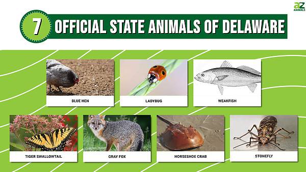 Discover the 7 Official State Animals of Delaware - A-Z Animals