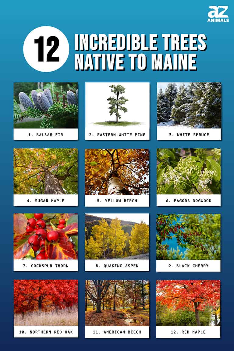 12 Incredible Trees Native to Maine - A-Z Animals