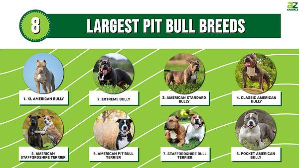 Discover the 8 Largest Pit Bull Breeds and How They Grew So Large - A-Z ...