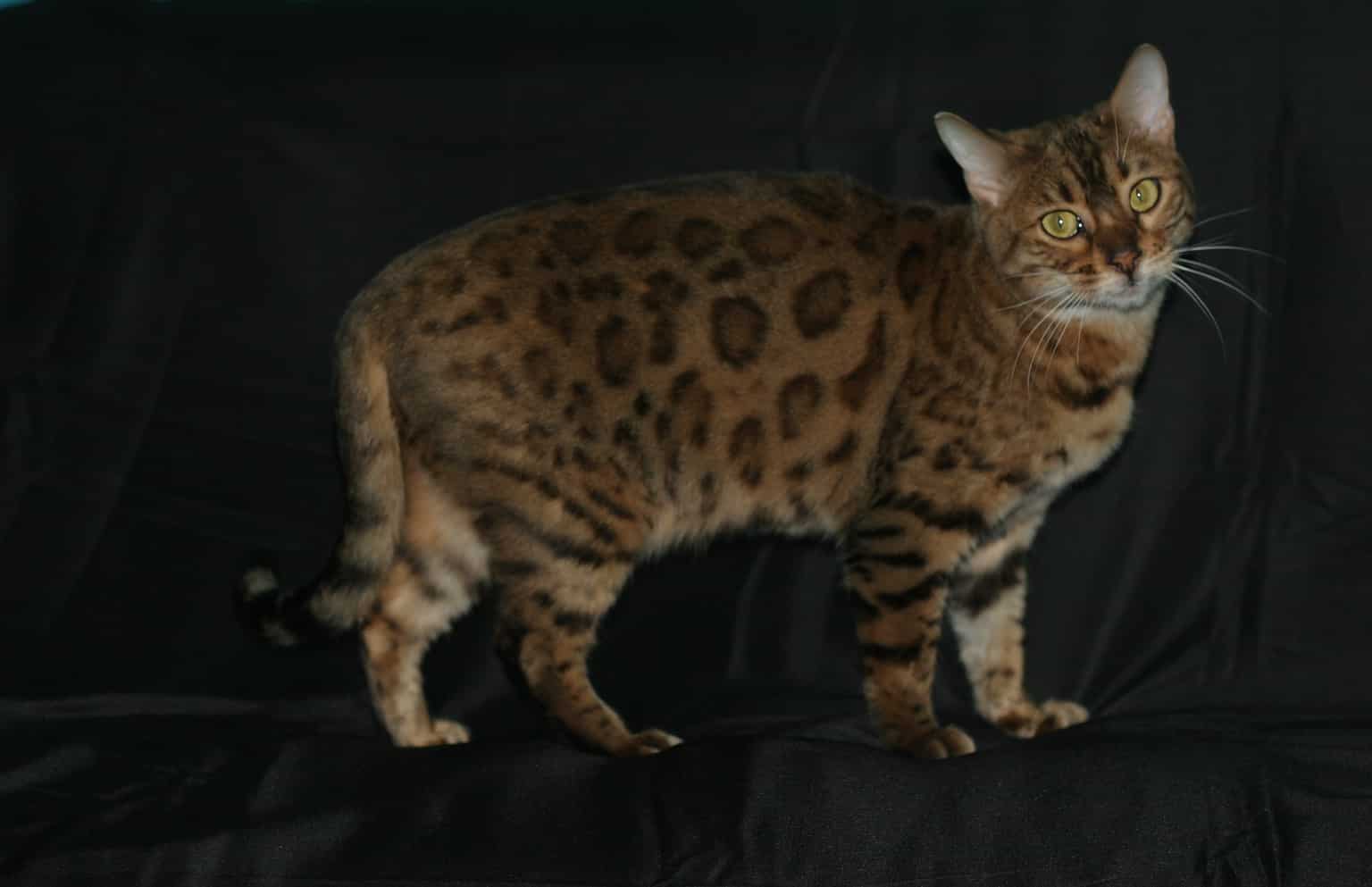 Bengal Cat Progression: Growth Chart, Milestones, and Care Tips - A-Z ...