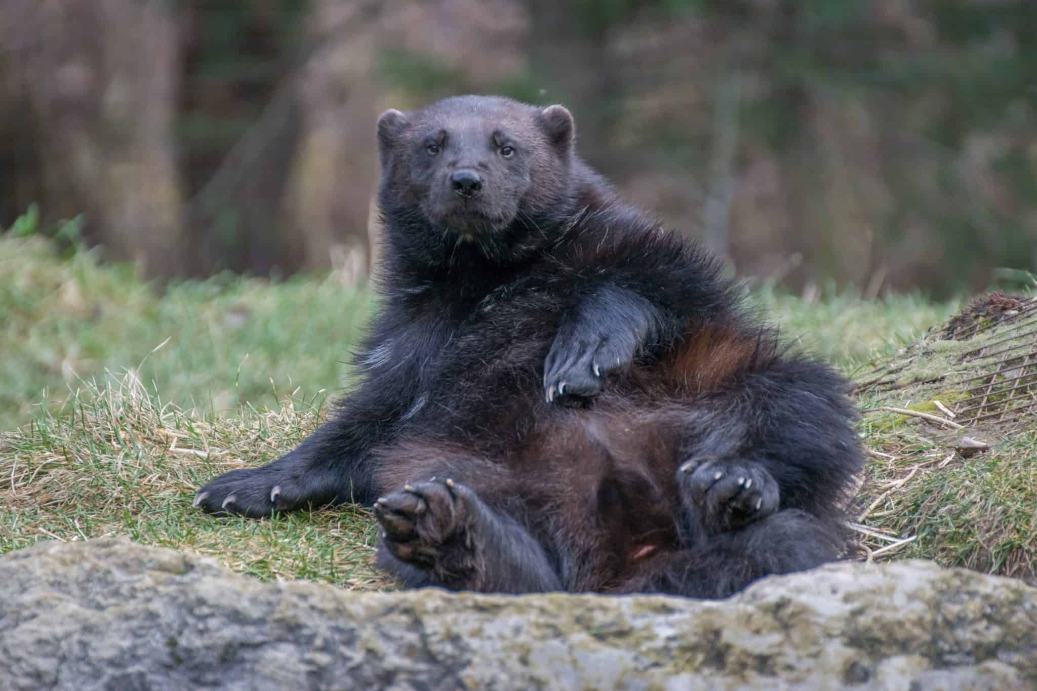 Discover the 5 Largest Zoos in Canada (and the Ideal Time to Visit) - A ...