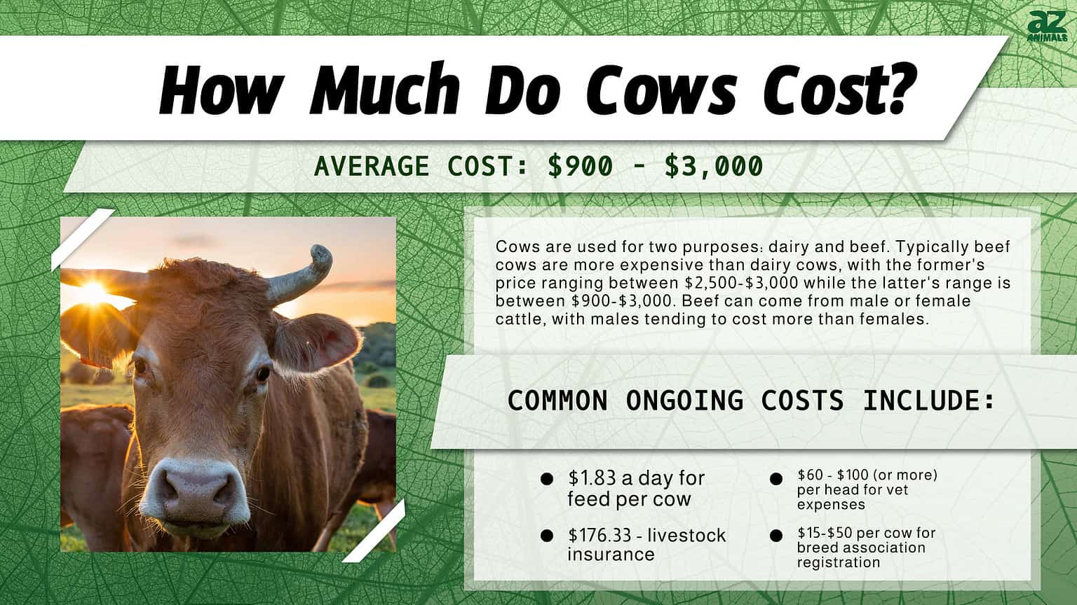 Cow Prices in 2024: Purchase Cost, Supplies, Food, and More! - A-Z Animals
