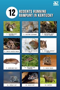 Discover 12 Rodents Running Rampant In Kentucky - A-Z Animals