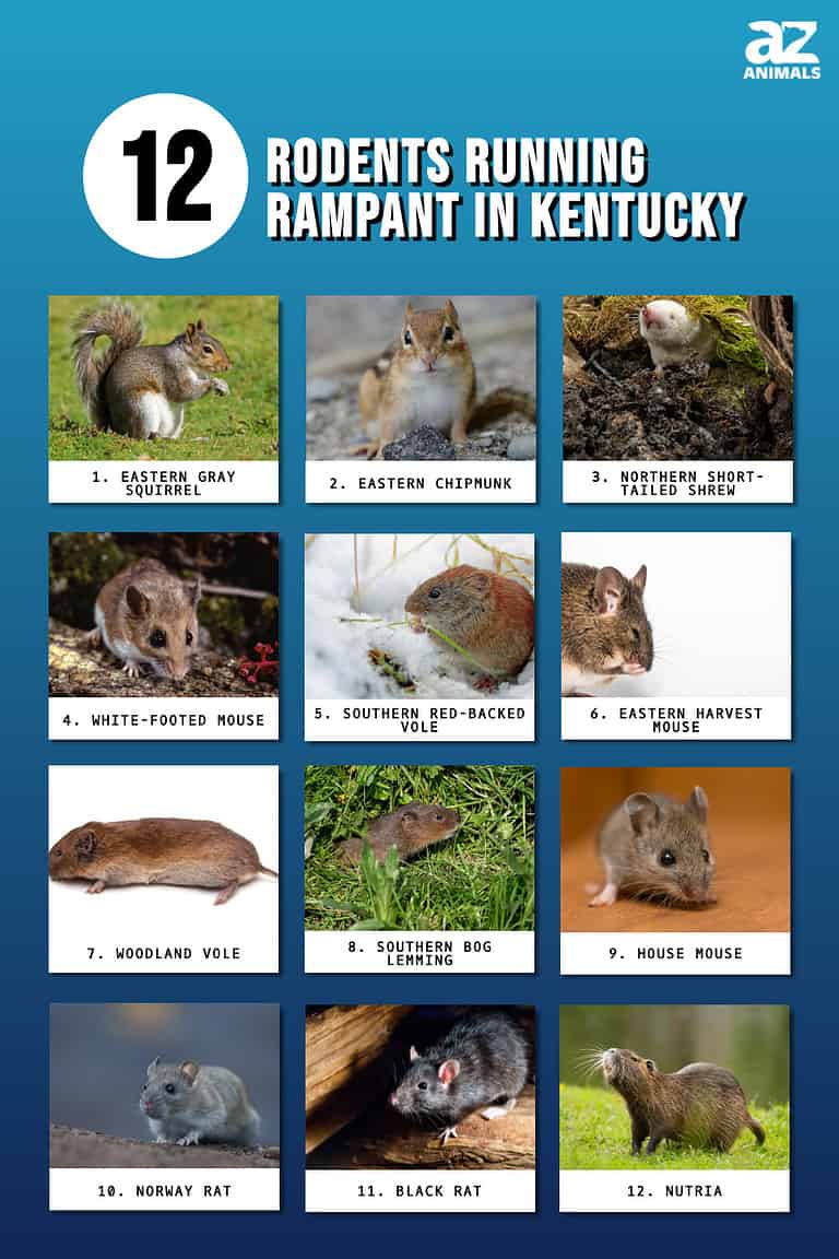 Discover 12 Rodents Running Rampant In Kentucky - A-Z Animals
