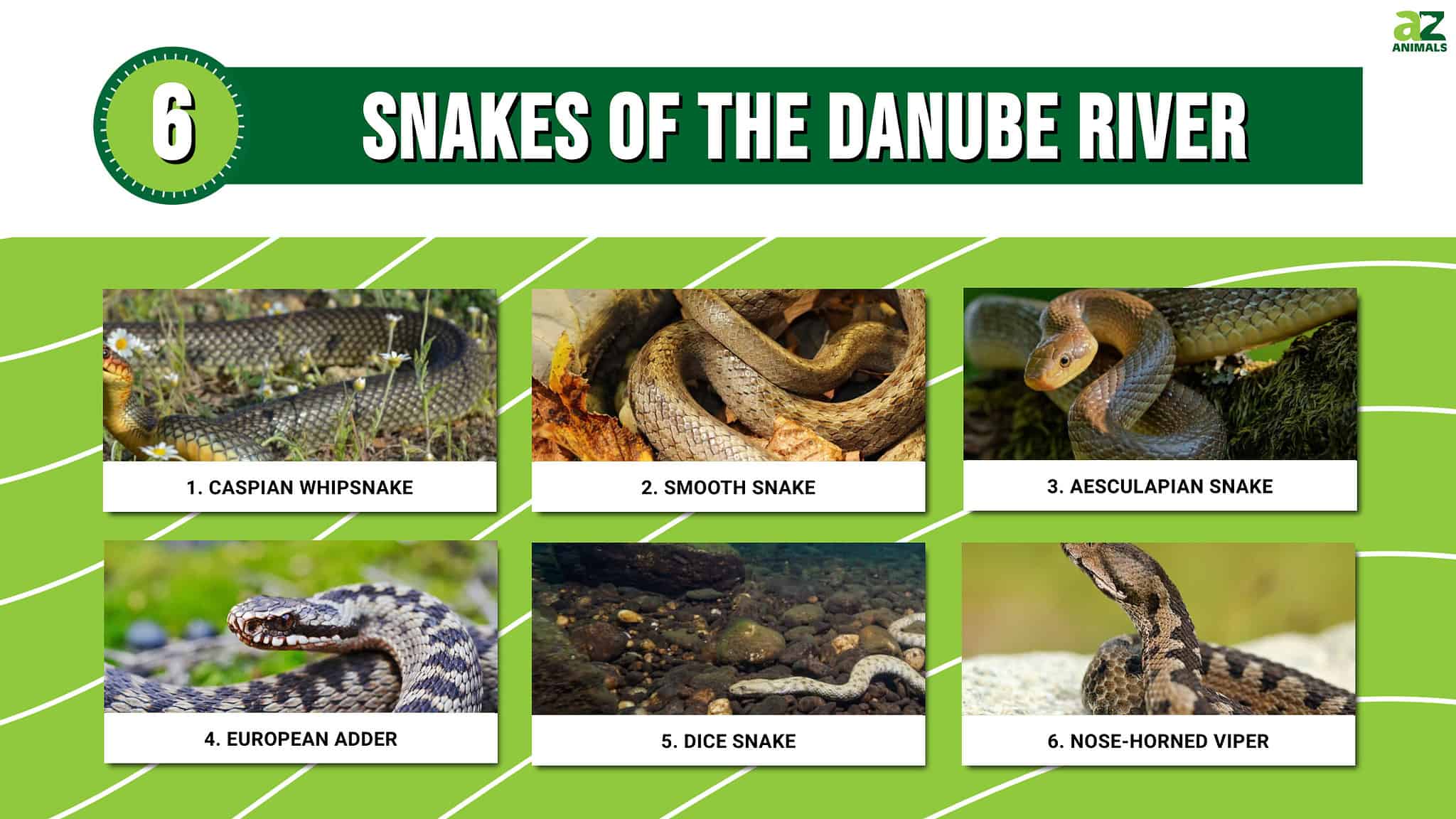 Meet 6 Snakes Of The Danube River - A-Z Animals