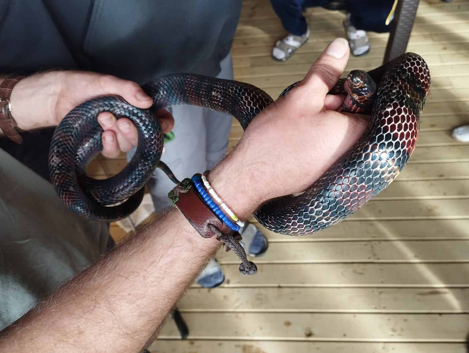 Milk Snake Size Comparison: Just How Big Do They Get? - A-Z Animals