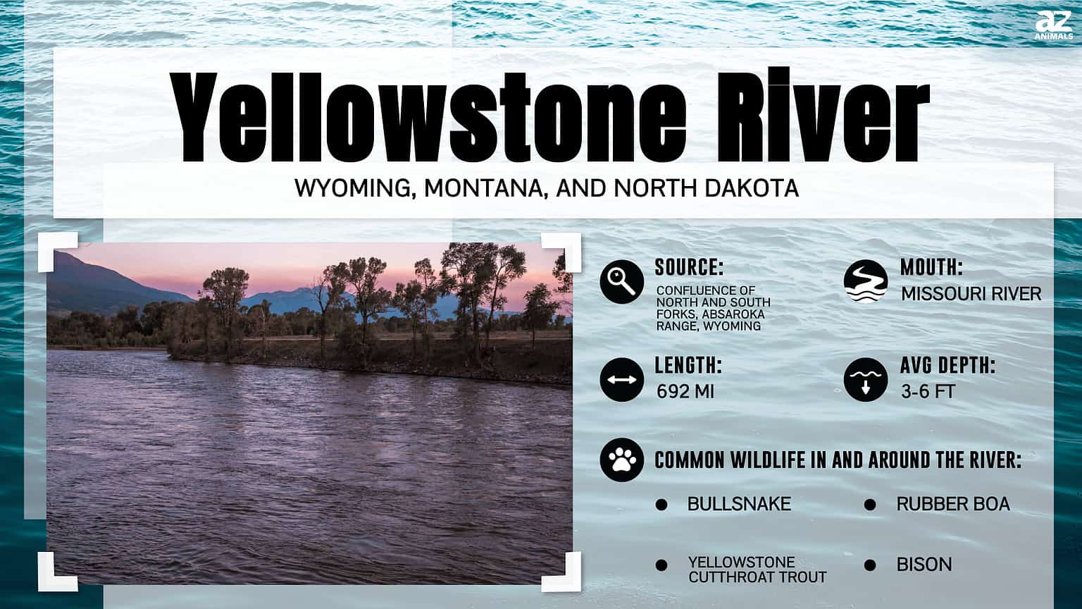 River Monsters! Discover the 3 Largest Fish in the Yellowstone River ...