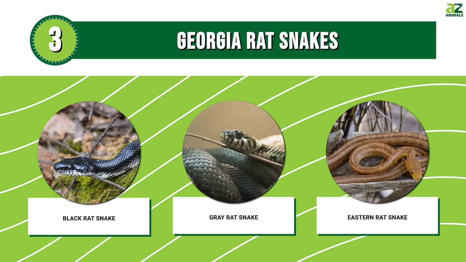 Discover 3 Georgia Rat Snakes - A-Z Animals