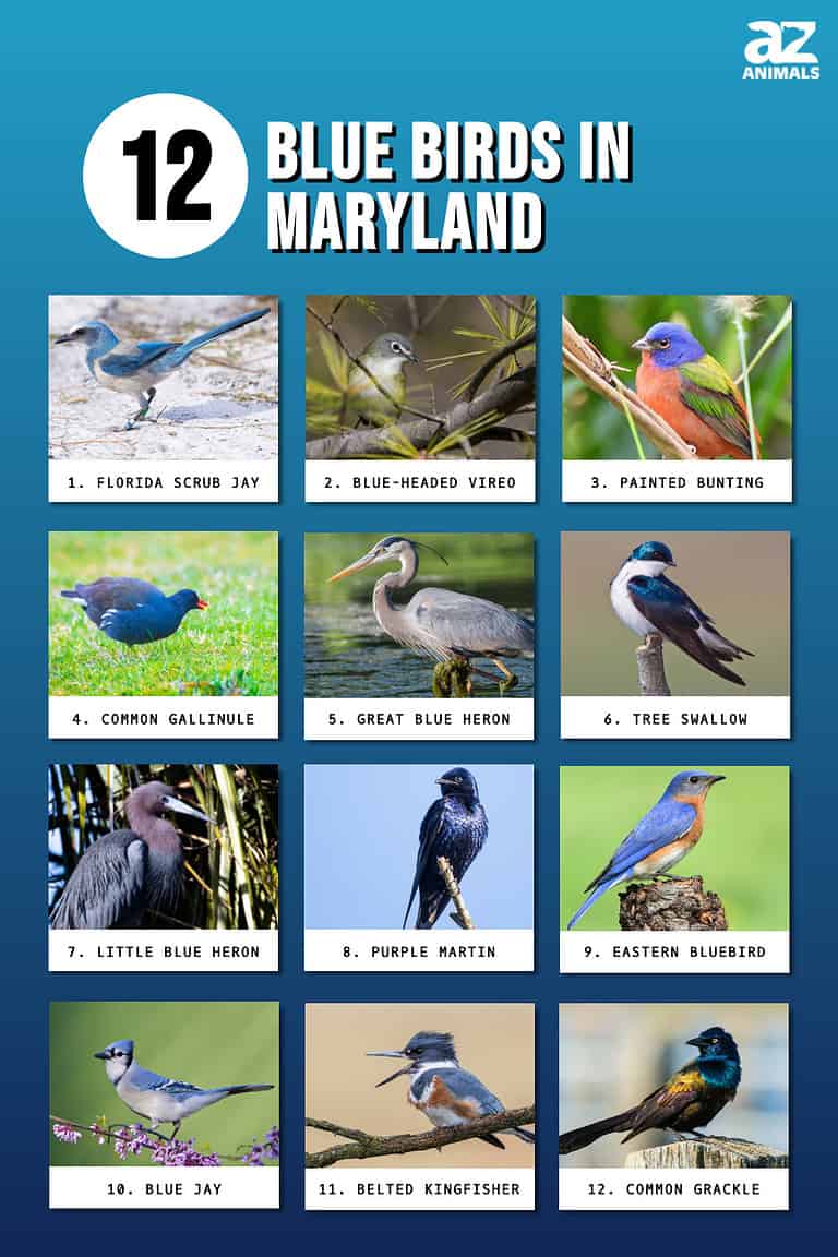 Discover 12 Blue Birds in Florida - A-Z Animals