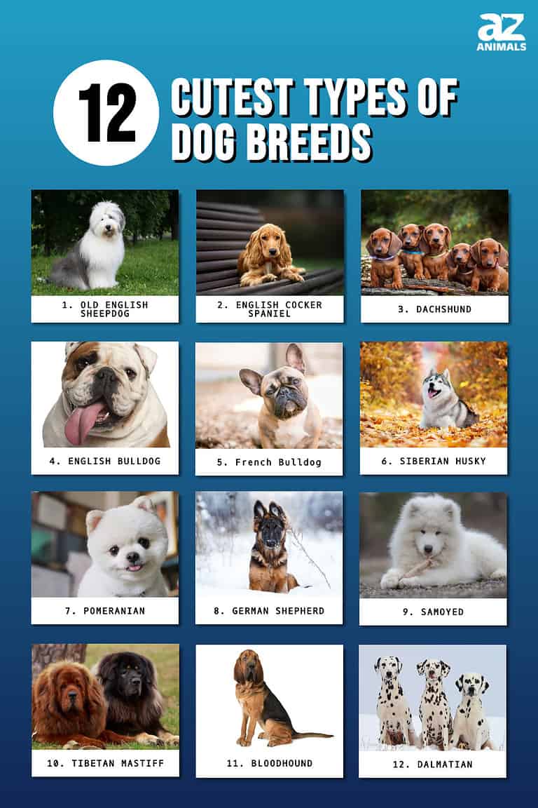 12 Cutest Types of Dog Breeds - A-Z Animals