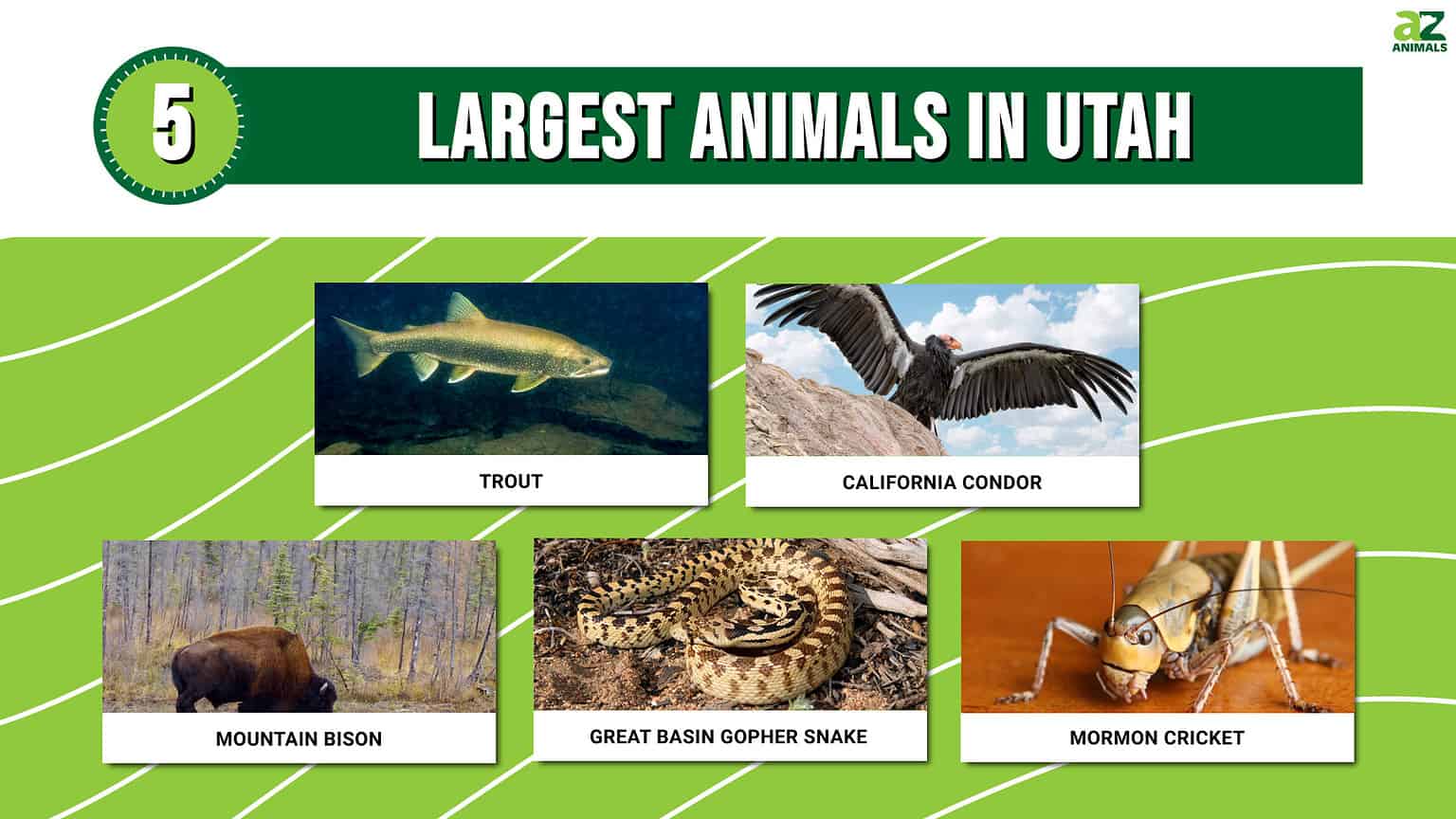 Discover the largest animals in Utah - A-Z Animals