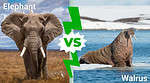 Leopard seals: How big can these creatures get? - A-Z Animals
