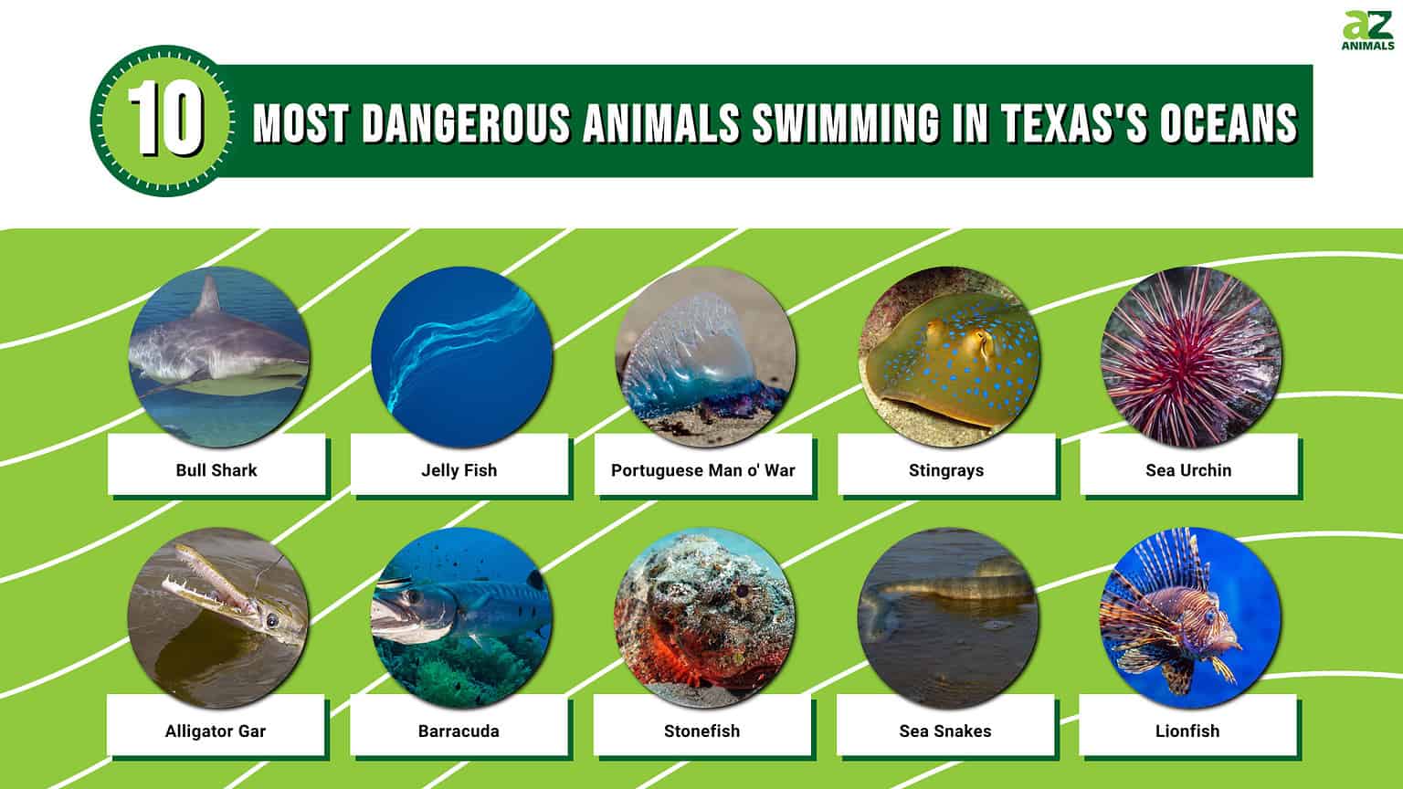 Discover the 10 Most Dangerous Animals Swimming in Texas's Oceans - A-Z ...