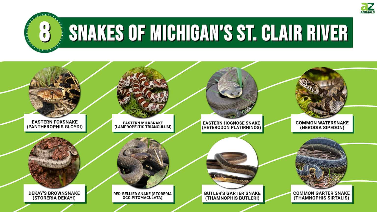Discover the 8 Snakes of Michigan's St. Clair River - A-Z Animals
